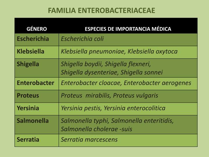 PPT - TEMA # 13: Enterobacterias I PowerPoint Presentation - ID:4934879