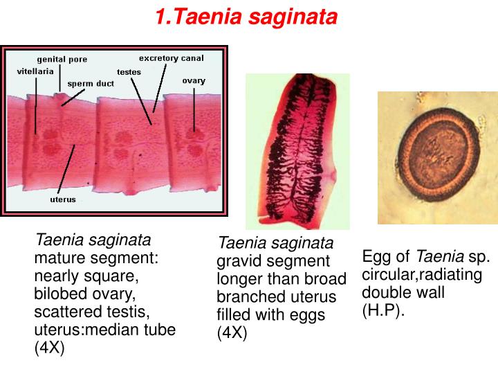 PPT - Class Cestoda PowerPoint Presentation - ID:4935678