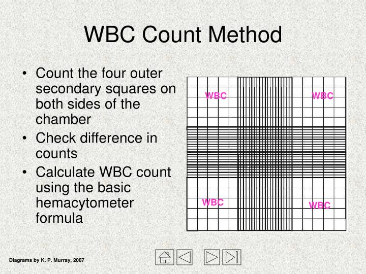 PPT - Hemacytometer and Manual Cell Counts PowerPoint Presentation - ID ...