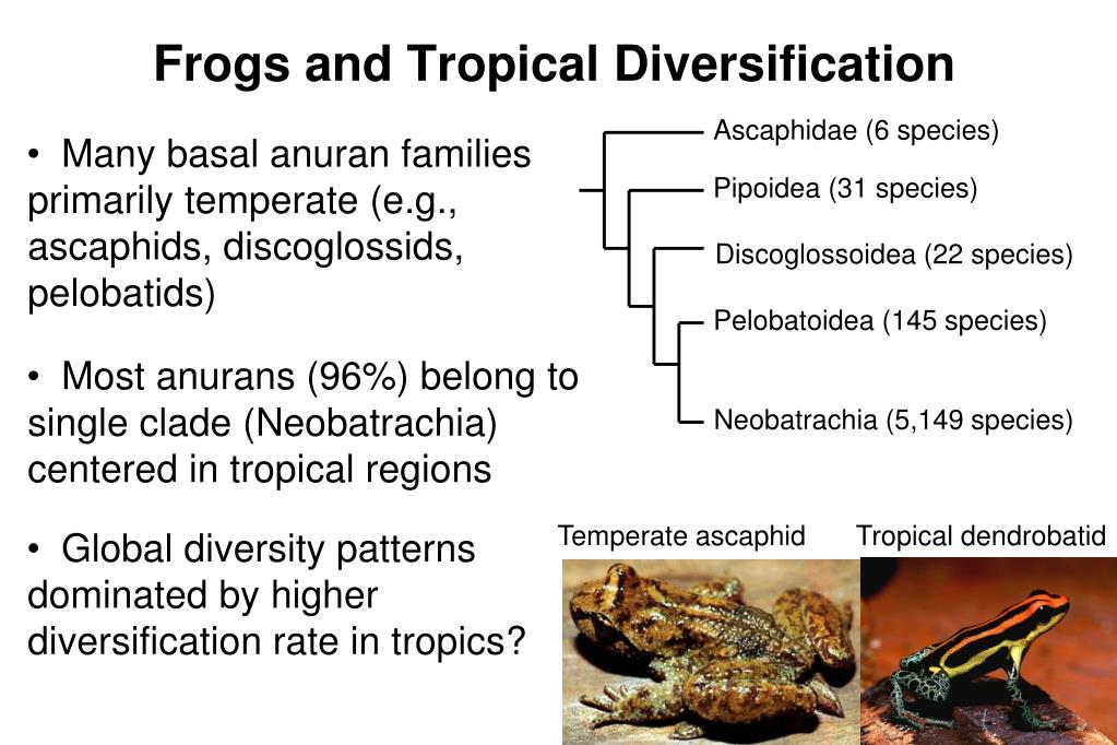 PPT - The origins of Neotropical amphibian biodiversity PowerPoint ...