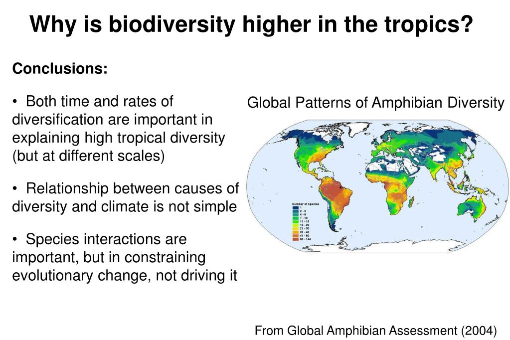 PPT - The origins of Neotropical amphibian biodiversity PowerPoint ...