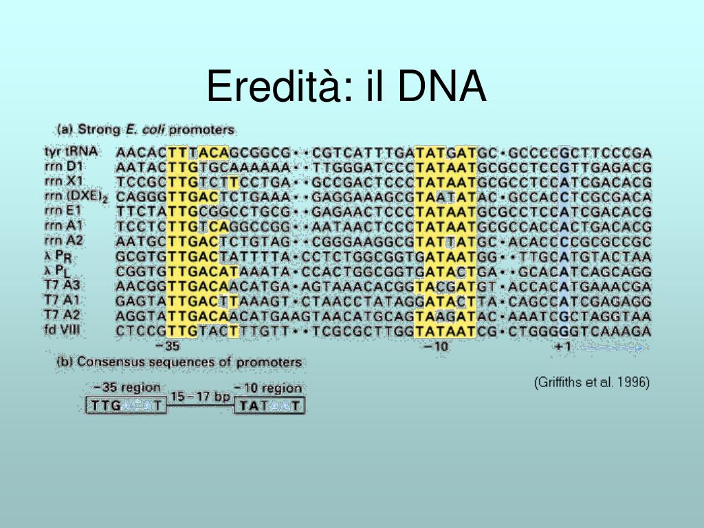 PPT - Russell i Genetica, Edises. € 78 PowerPoint Presentation, free ...