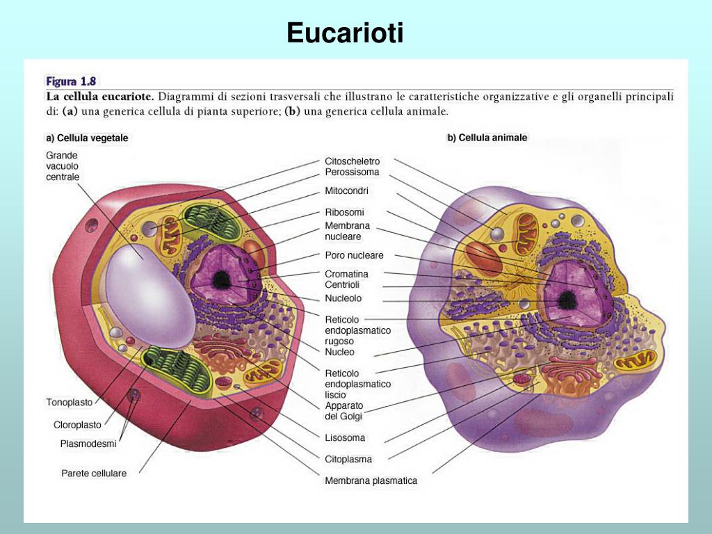 PPT - Russell i Genetica, Edises. € 78 PowerPoint Presentation, free ...