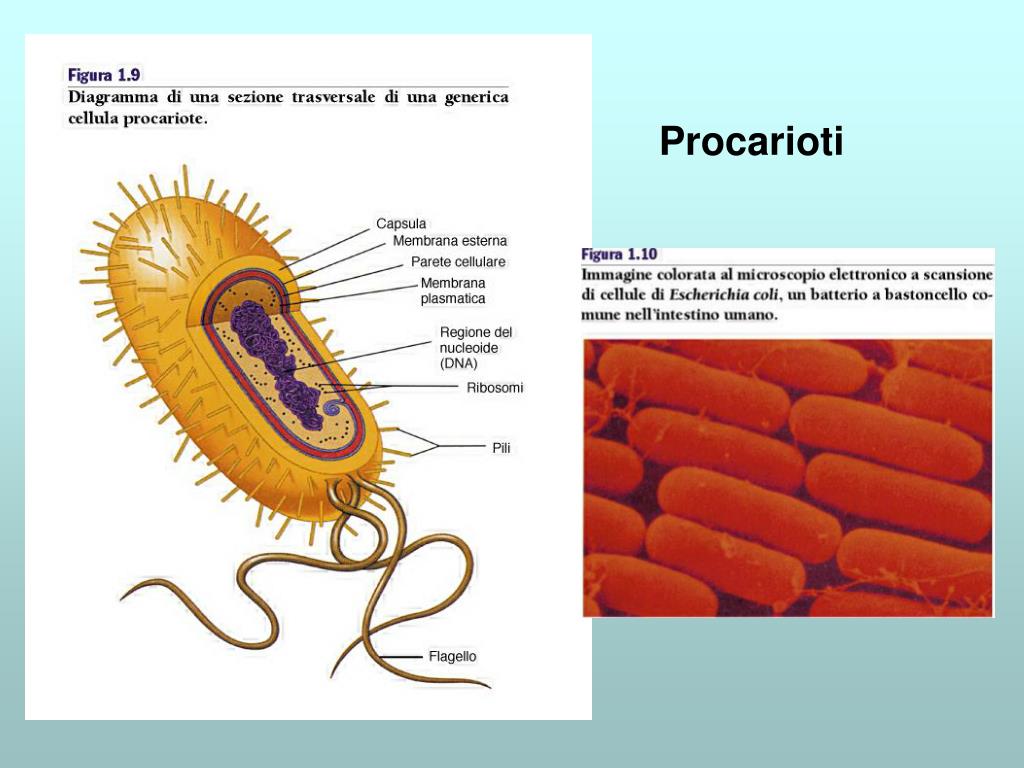 PPT - Russell i Genetica, Edises. € 78 PowerPoint Presentation, free ...