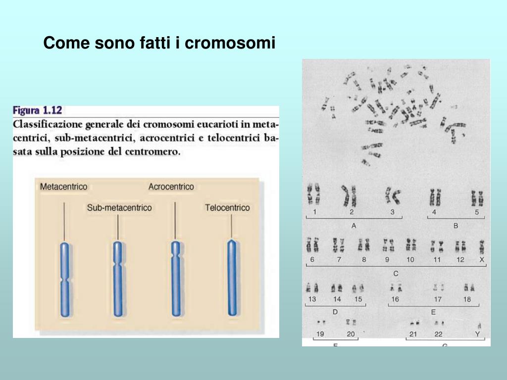 PPT - Russell i Genetica, Edises. € 78 PowerPoint Presentation, free ...