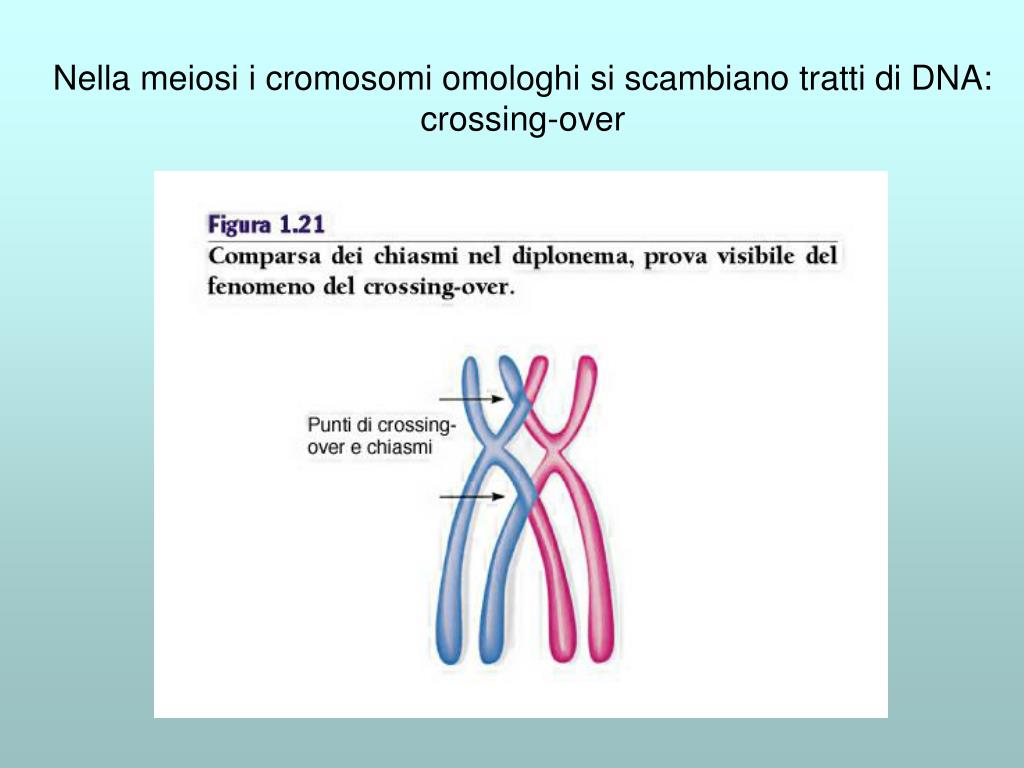 PPT - Russell i Genetica, Edises. € 78 PowerPoint Presentation, free ...