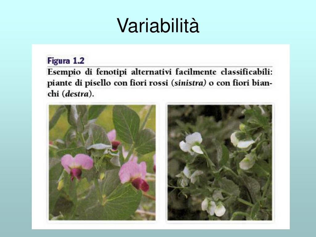 PPT - Russell i Genetica, Edises. € 78 PowerPoint Presentation, free ...