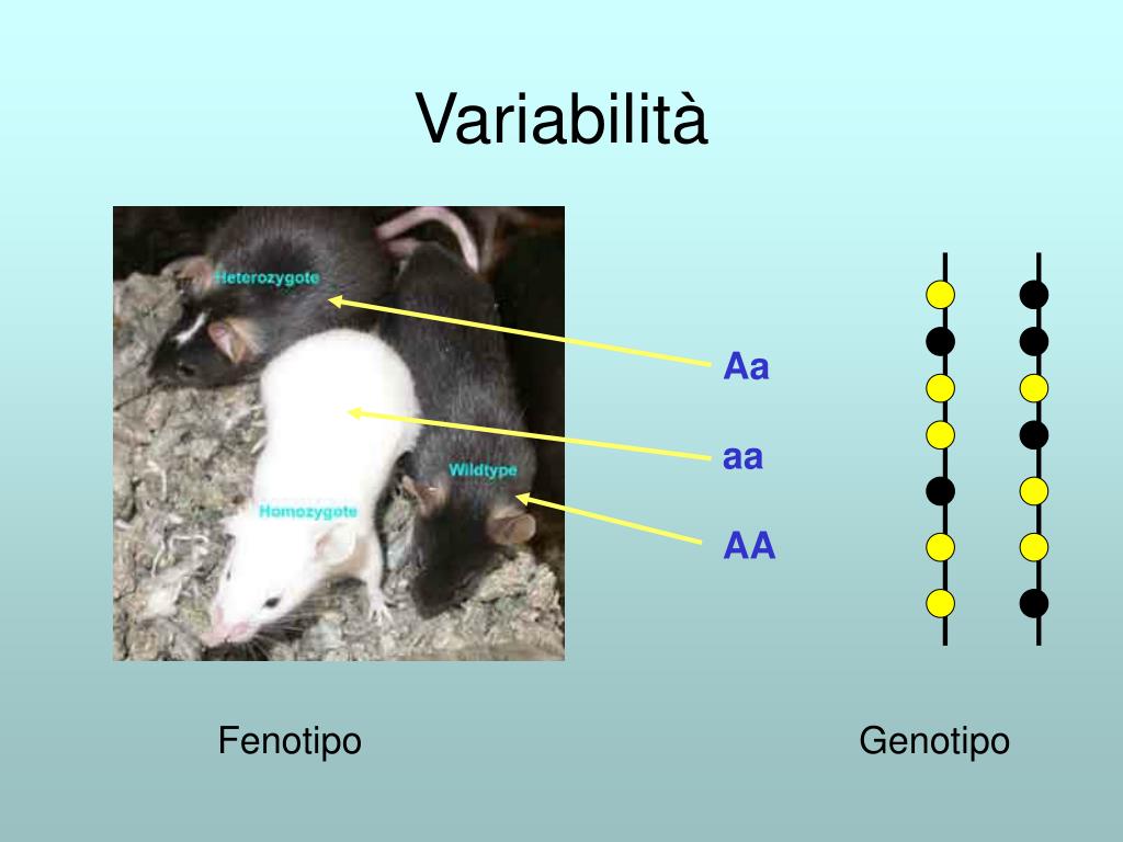 PPT - Russell i Genetica, Edises. € 78 PowerPoint Presentation, free ...