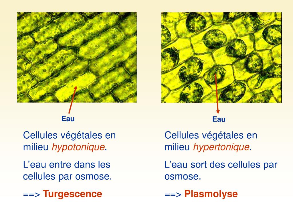 PPT - Le transport des nutriments chez les végétaux PowerPoint ...