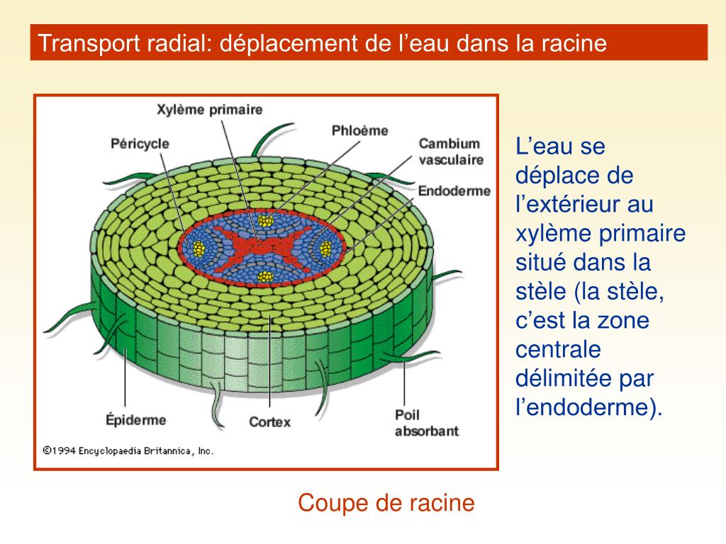 PPT - Le transport des nutriments chez les végétaux PowerPoint ...