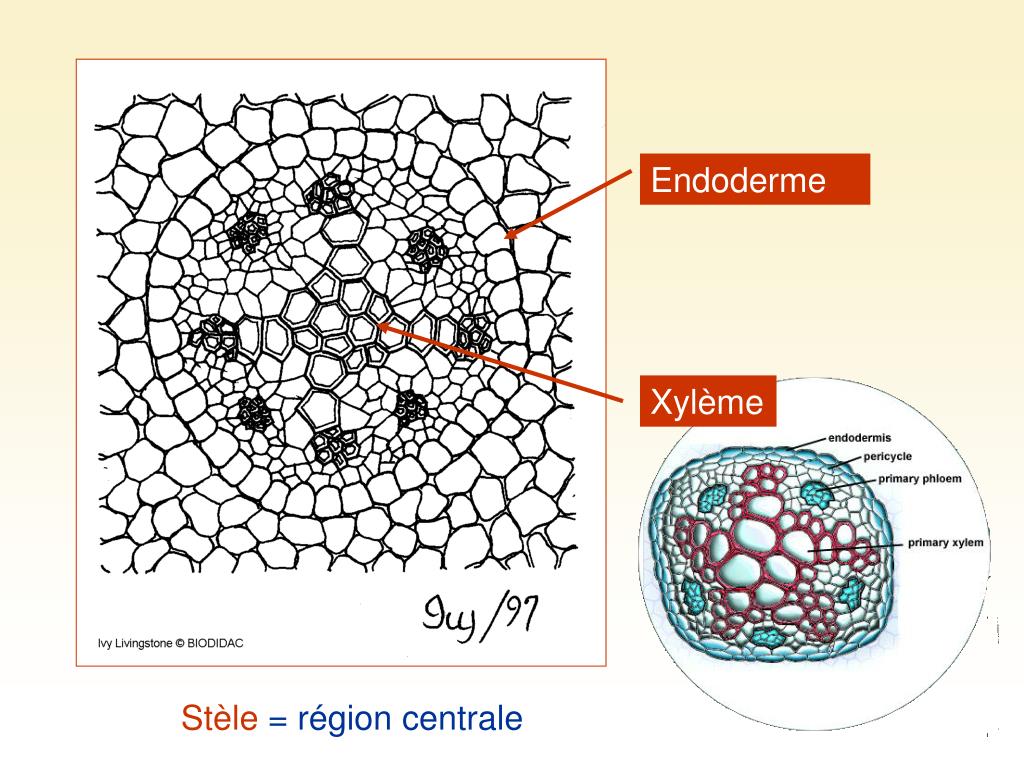 PPT - Le transport des nutriments chez les végétaux PowerPoint ...