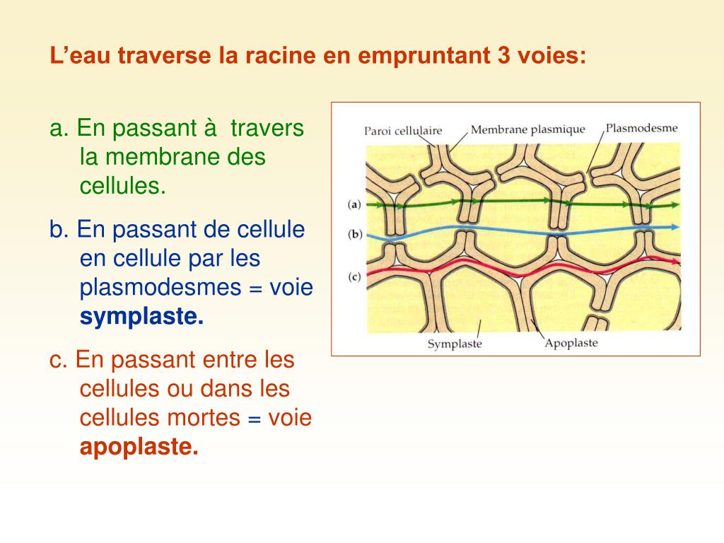 PPT - Le transport des nutriments chez les végétaux PowerPoint ...