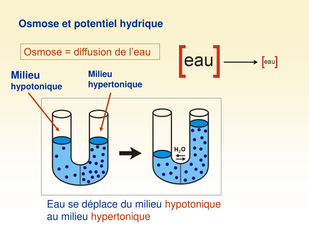 PPT - Le transport des nutriments chez les végétaux PowerPoint ...