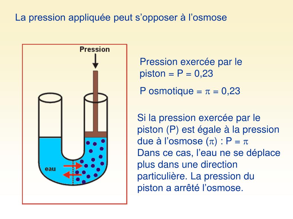 PPT - Le transport des nutriments chez les végétaux PowerPoint ...