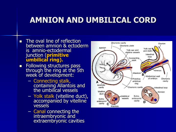 PPT - FETAL MEMBRANES & PLACENTA PowerPoint Presentation - ID:4938339