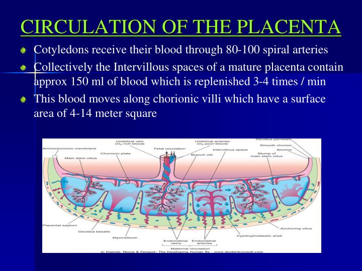 PPT - FETAL MEMBRANES & PLACENTA PowerPoint Presentation - ID:4938339