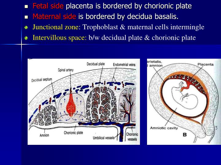 PPT - FETAL MEMBRANES & PLACENTA PowerPoint Presentation - ID:4938339