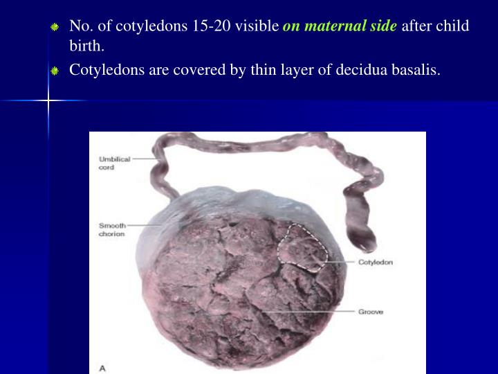 PPT - FETAL MEMBRANES & PLACENTA PowerPoint Presentation - ID:4938339