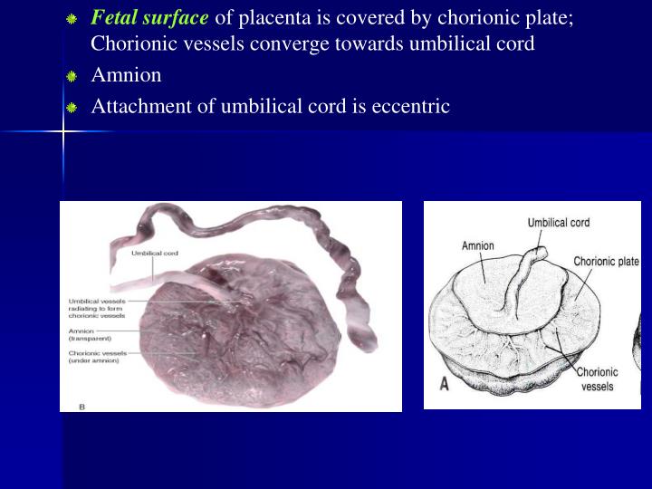 PPT - FETAL MEMBRANES & PLACENTA PowerPoint Presentation - ID:4938339