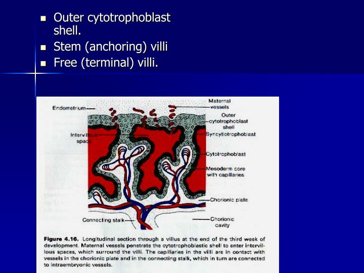 PPT - FETAL MEMBRANES & PLACENTA PowerPoint Presentation - ID:4938339