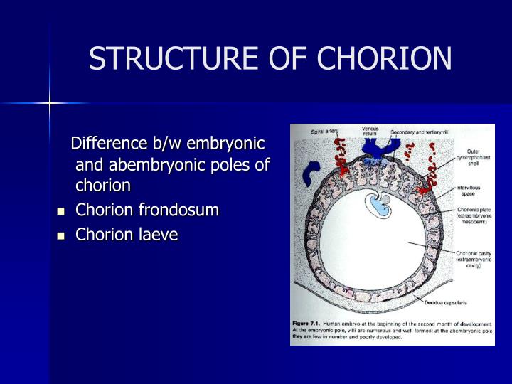 PPT - FETAL MEMBRANES & PLACENTA PowerPoint Presentation - ID:4938339