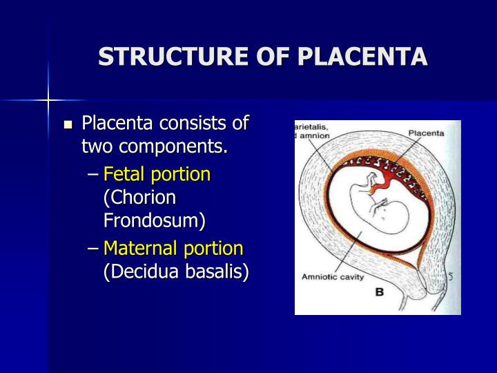 PPT - FETAL MEMBRANES & PLACENTA PowerPoint Presentation - ID:4938339