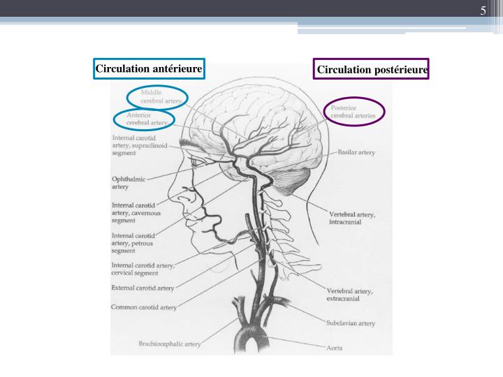 PPT - VASCULARISATION du Système nerveux central PowerPoint ...