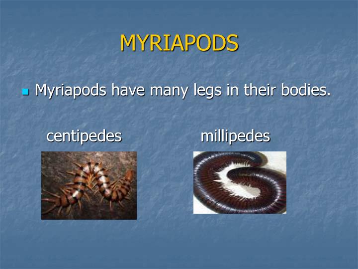 PPT - INVERTEBRATES PowerPoint Presentation - ID:4938680
