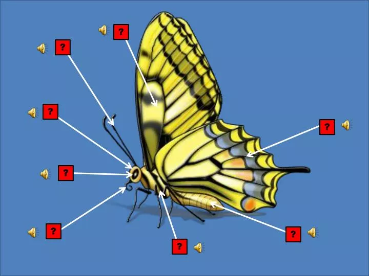 PPT - Fore Wings The two upper wings. PowerPoint Presentation, free ...