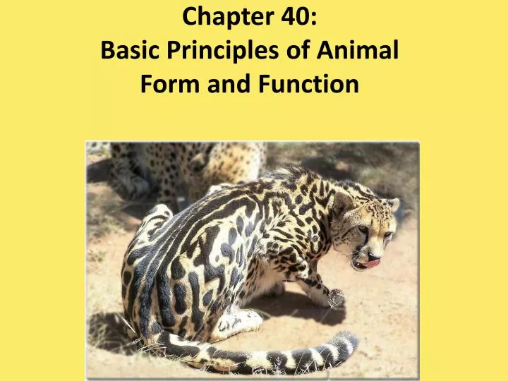 PPT - Chapter 40: Basic Principles of Animal Form and Function ...