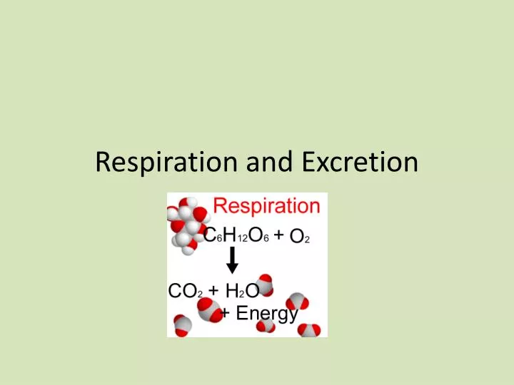 PPT - Respiration and Excretion PowerPoint Presentation, free download ...