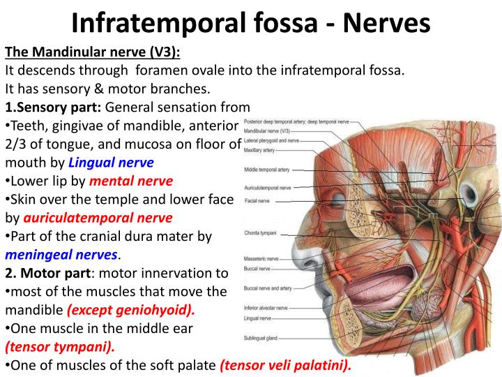 PPT - The Temporal Region And Temporo -Mandibular Joint (TMJ ...