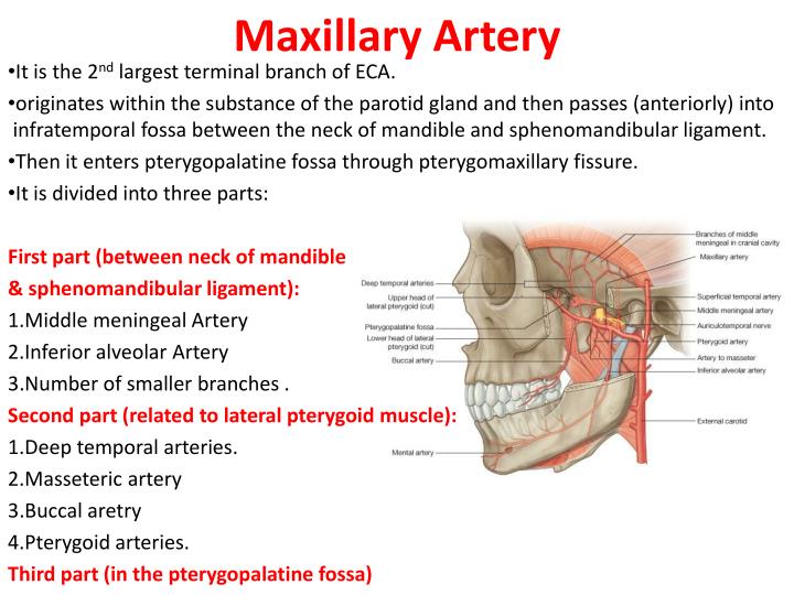 PPT - The Temporal Region And Temporo -Mandibular Joint (TMJ ...