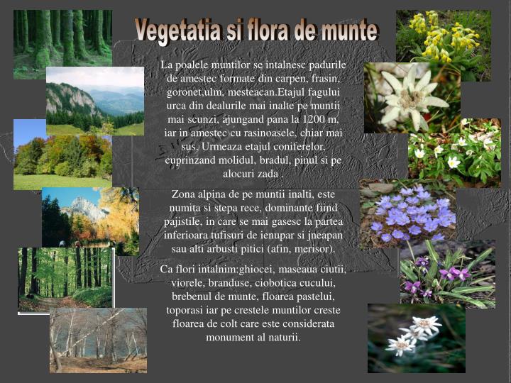 PPT - Vegetatia ,fauna si flora Romaniei PowerPoint Presentation - ID ...