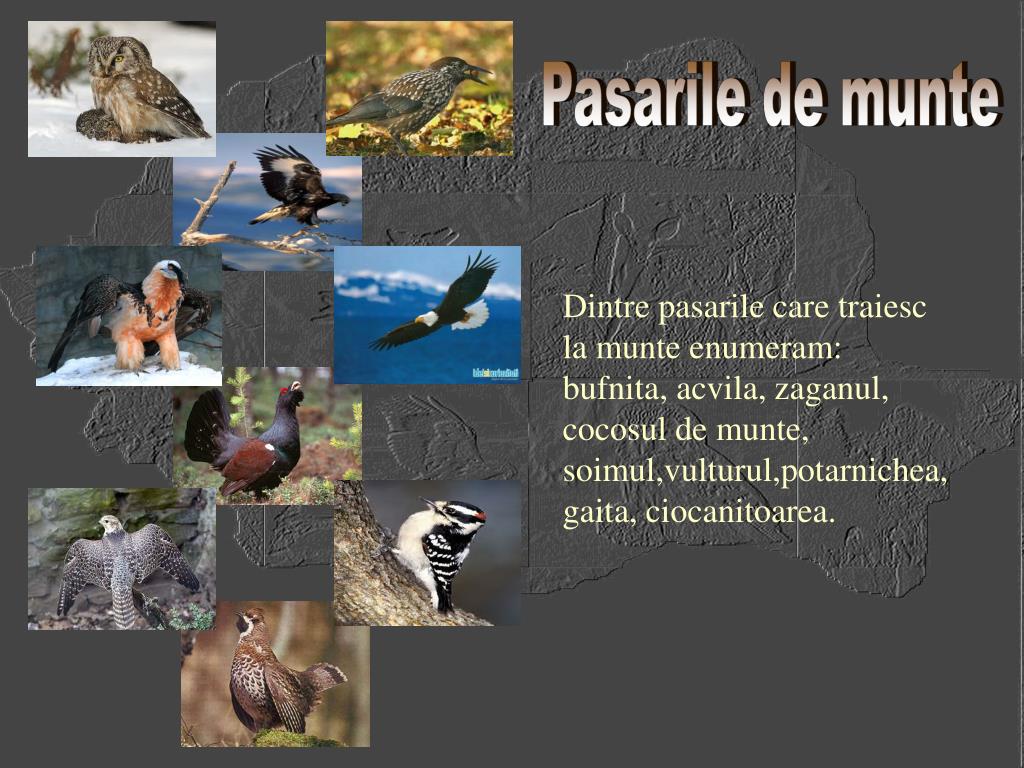 PPT - Vegetatia ,fauna si flora Romaniei PowerPoint Presentation, free ...