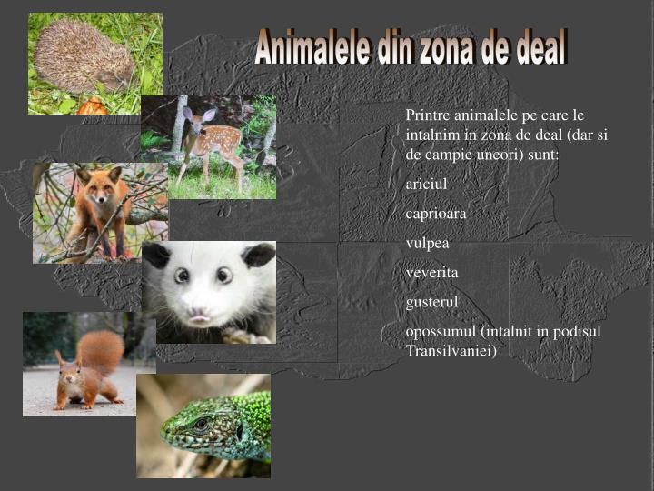 PPT - Vegetatia ,fauna si flora Romaniei PowerPoint Presentation - ID ...