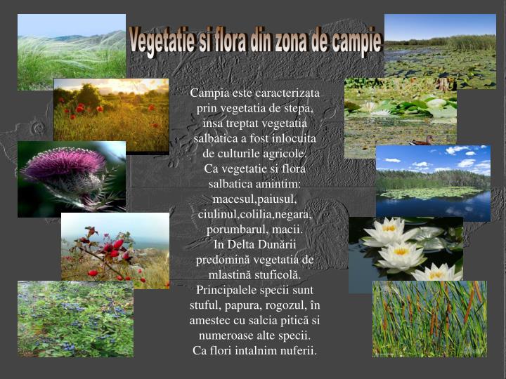 PPT - Vegetatia ,fauna si flora Romaniei PowerPoint Presentation - ID ...