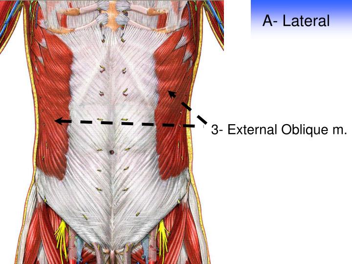 PPT - Anatomy of Anterior Abdominal Wall PowerPoint Presentation - ID ...