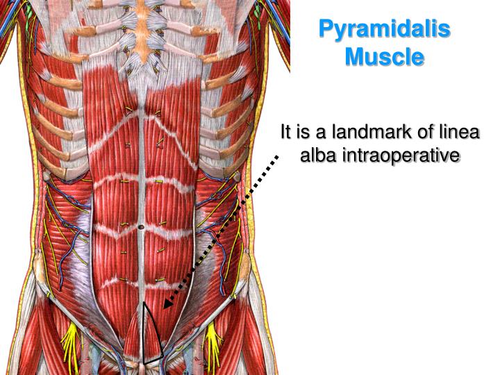 Pyramidalis Muscle