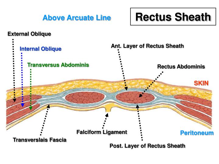 PPT - Anatomy of Anterior Abdominal Wall PowerPoint Presentation - ID ...