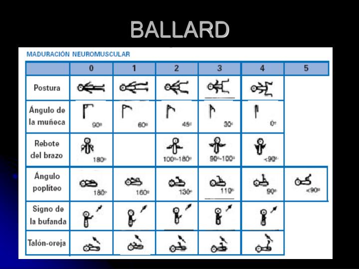 PPT - RECEPCIÓN DEL RECIÉN NACIDO PowerPoint Presentation - ID:4949311