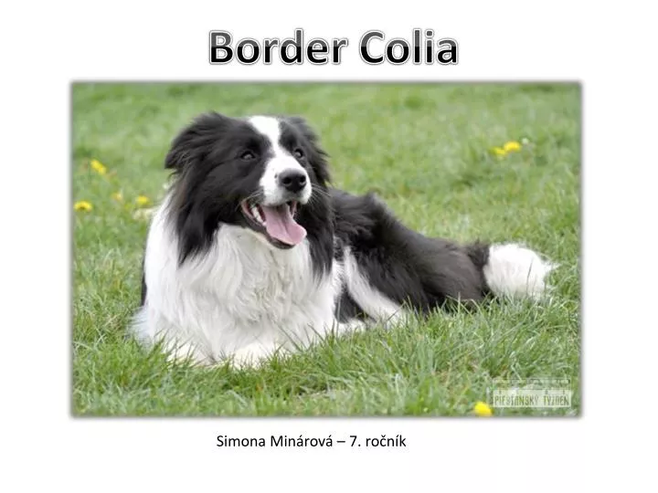 PPT - Border Colia PowerPoint Presentation, free download - ID:4949446