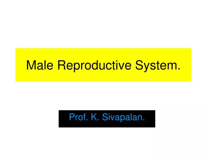 PPT - Male Reproductive System. PowerPoint Presentation, free download ...