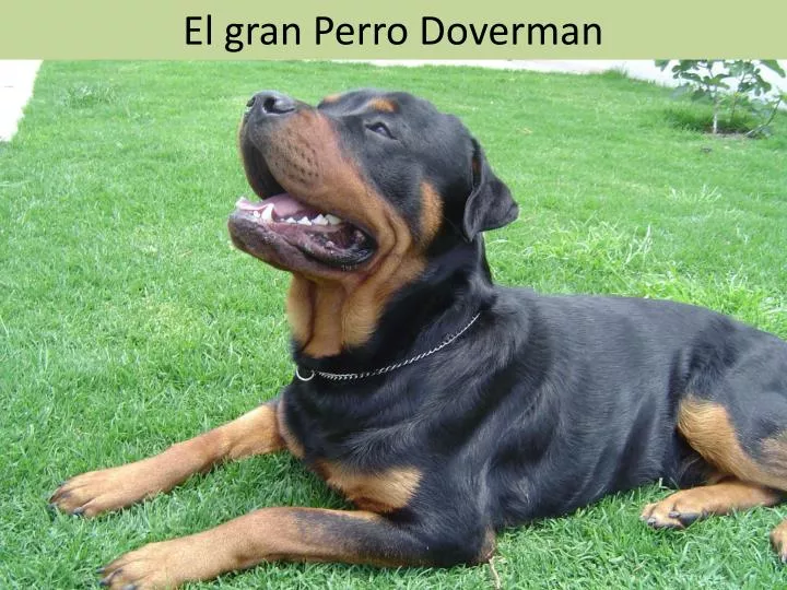 PPT - El gran Perro Doverman PowerPoint Presentation, free download ...