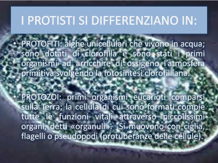PPT - PROTISTI PowerPoint Presentation - ID:4952016