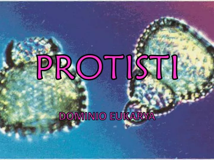 PPT - PROTISTI PowerPoint Presentation, free download - ID:4952016