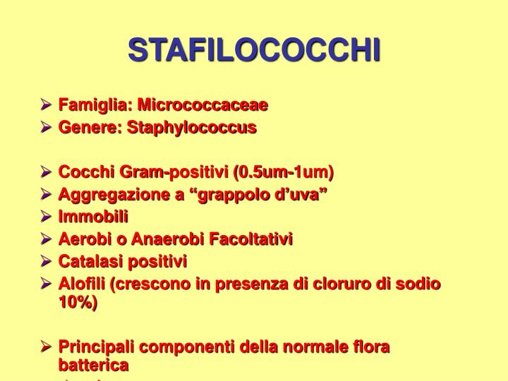 PPT - COCCHI GRAM-POSITIVI Staphylococcus spp. Streptococcus spp. Enterococcus spp. PowerPoint ...
