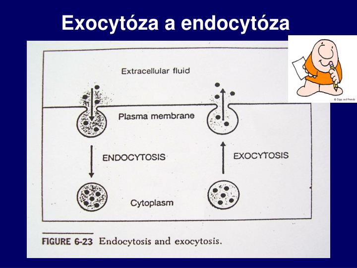 PPT - EXO -ENDO-FAGO- a PINOCYTÓZA PowerPoint Presentation - ID:4952982