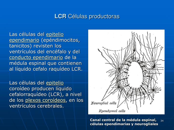 PPT - Qi Gong y Líquido cefalorraquídeo PowerPoint Presentation - ID ...