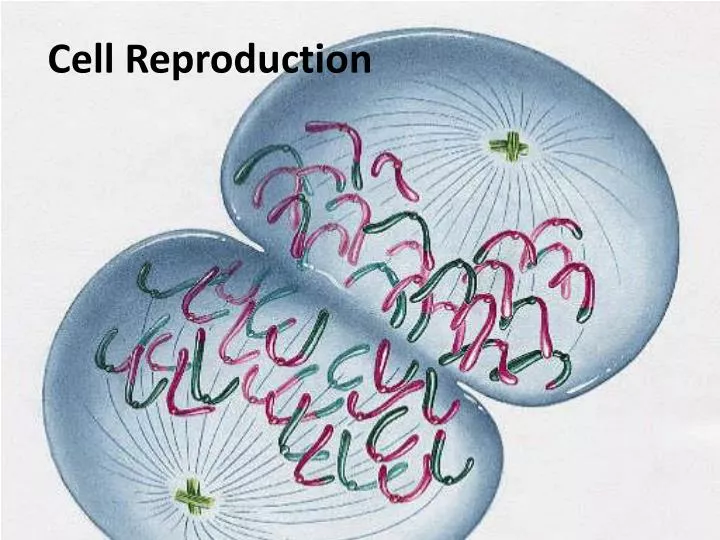 PPT - Cell Reproduction PowerPoint Presentation, free download - ID:4954399
